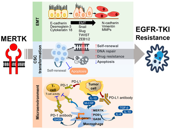 MERTK Inhibition: Potential as a Treatment Strategy in EGFR Tyrosine Kinase Inhibitor-Resistant ...