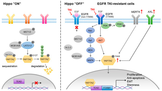 MERTK Inhibition: Potential as a Treatment Strategy in EGFR Tyrosine ...
