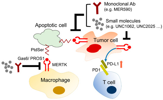 MERTK Inhibition: Potential as a Treatment Strategy in EGFR Tyrosine Kinase Inhibitor-Resistant ...