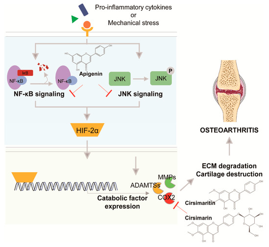 Therapeutic Single Compounds for Osteoarthritis Treatment