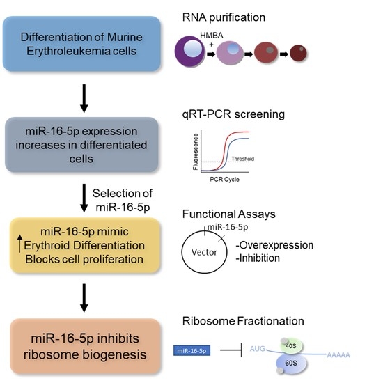 Pharmaceuticals | Special Issue : siRNA Therapeutics: From Bench Lab to ...