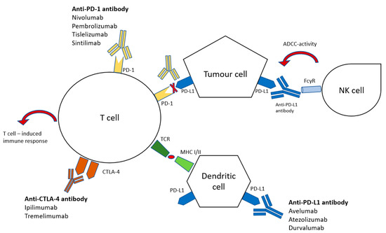 Immune Checkpoint Inhibition in Oesophago-Gastric Carcinoma