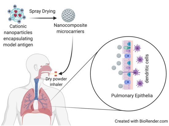 Pharmaceuticals | Free Full-Text | In Vitro Characterization of ...