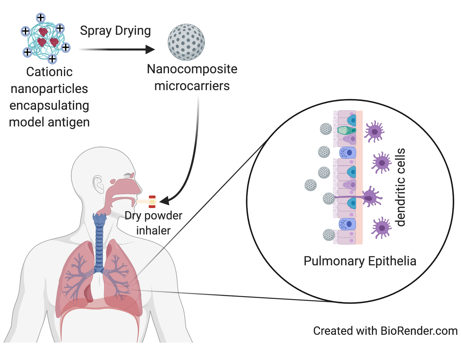 Pharmaceuticals | Free Full-Text | In Vitro Characterization of ...