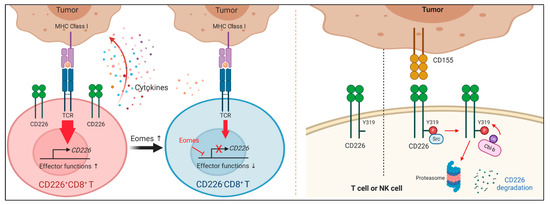 TIGIT/CD226 Axis Regulates Anti-Tumor Immunity