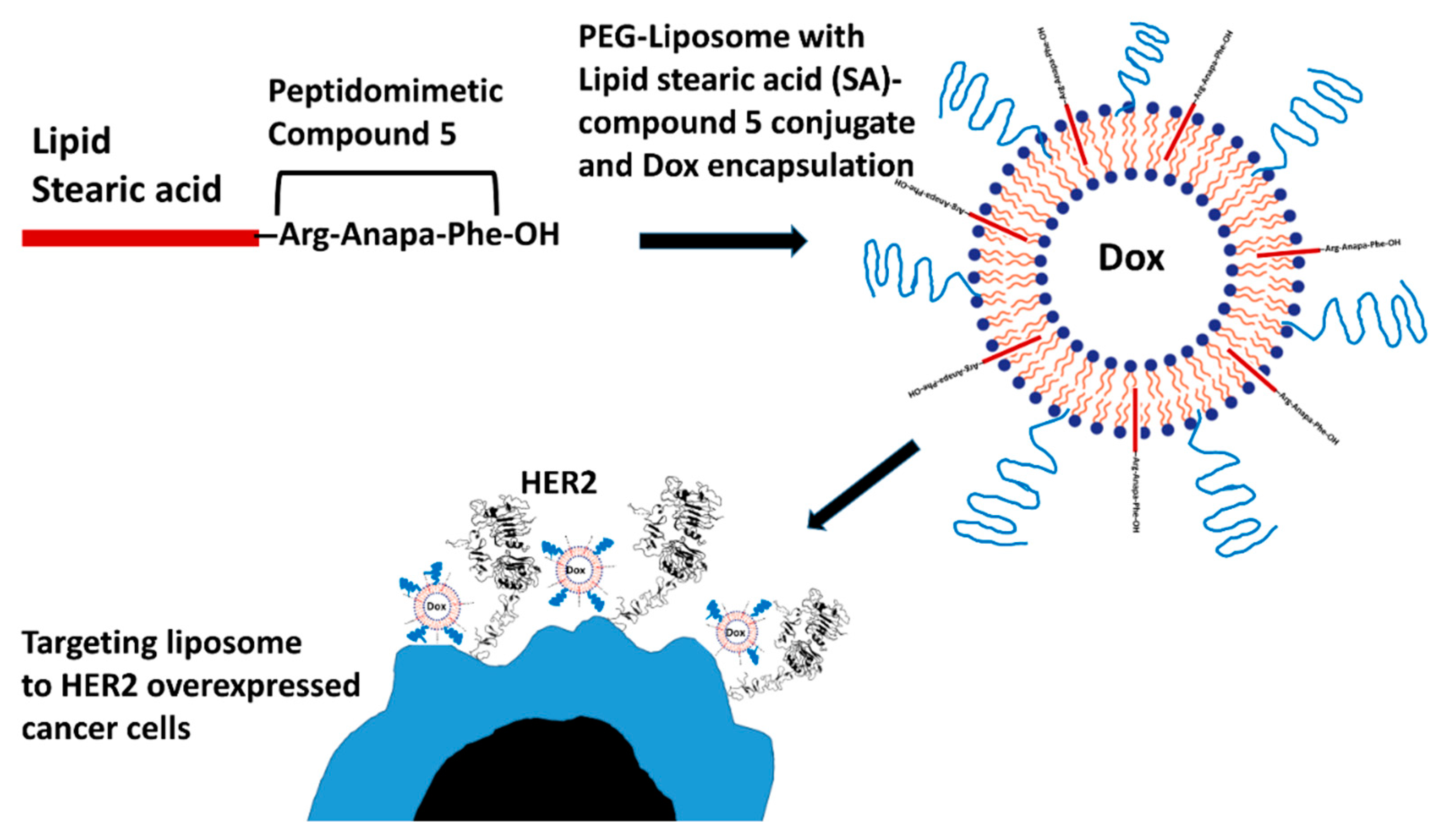 Lipidated Peptidomimetic Ligand-Functionalized HER2 Targeted Liposome as Nano-Carrier Designed ...