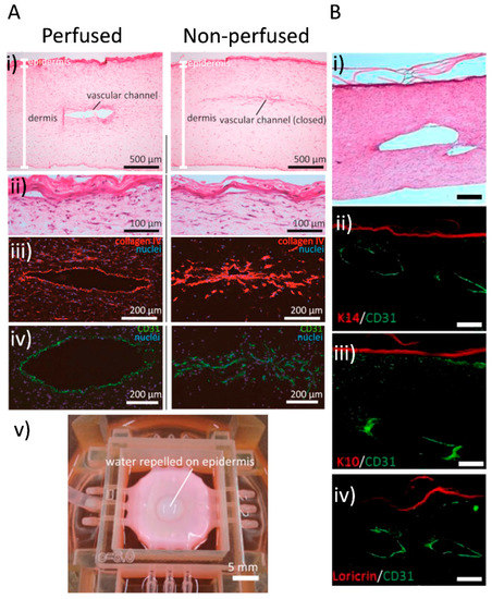 3D Bioprinting of Functional Skin Substitutes: From Current ...