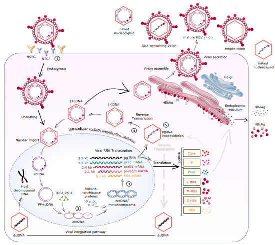 Pharmaceuticals | Free Full-Text | Recent Advances in Hepatitis B Treatment