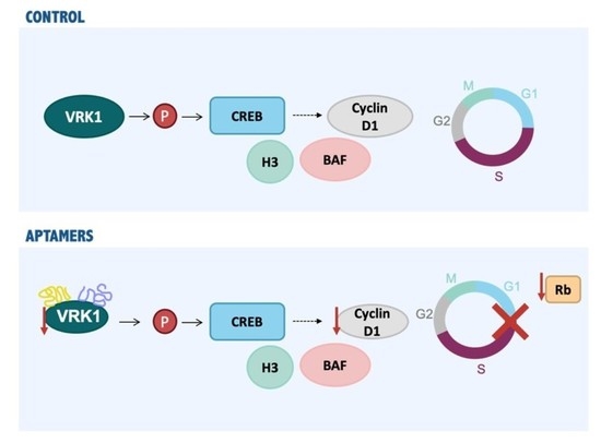 Pharmaceuticals | Free Full-Text | DNA Aptamers against Vaccinia ...