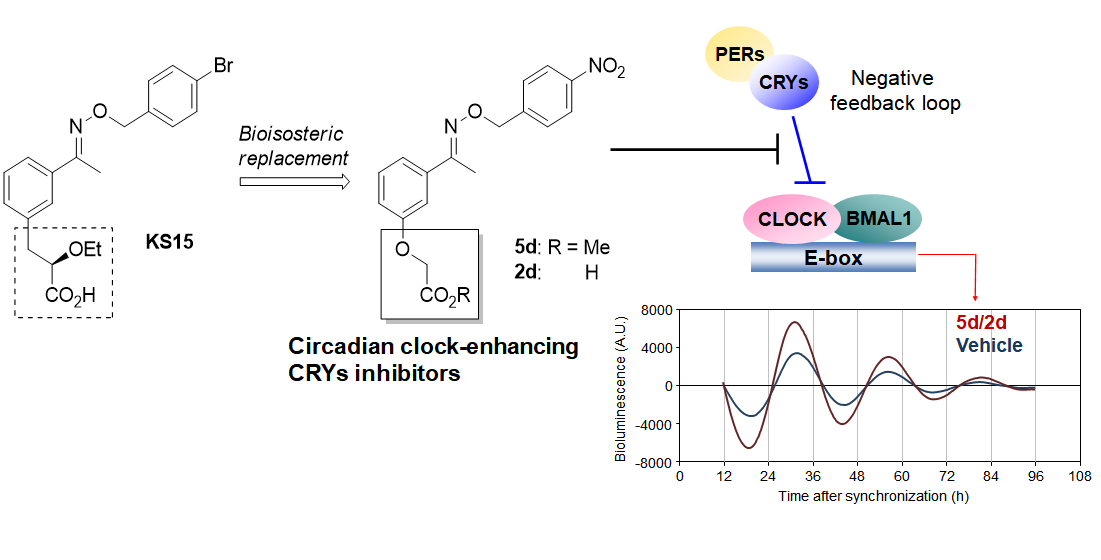 Pharmaceuticals | Free Full-Text | Development of Non-Ethoxypropanoic ...