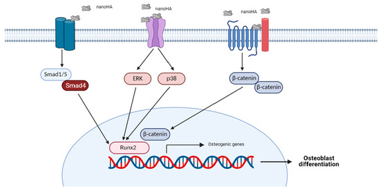 Signaling Pathway and Transcriptional Regulation in Osteoblasts during ...