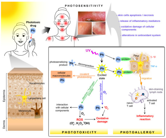 Drug-Induced Photosensitivity—From Light and Chemistry to Biological ...