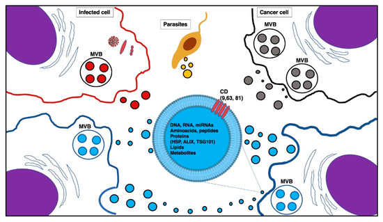 Exosomes in Dogs and Cats: An Innovative Approach to Neoplastic and Non ...