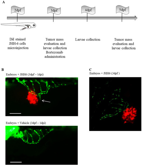 Xenograft Zebrafish Models for the Development of Novel Anti ...