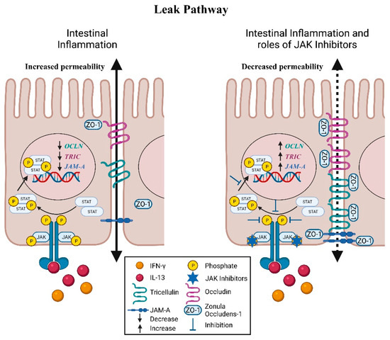 Pharmaceuticals | Free Full-Text | JAK-STAT Pathway Regulation of ...