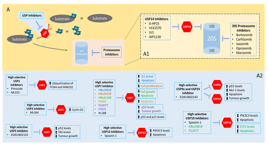 Ubiquitin-Specific Proteases: Players in Cancer Cellular Processes