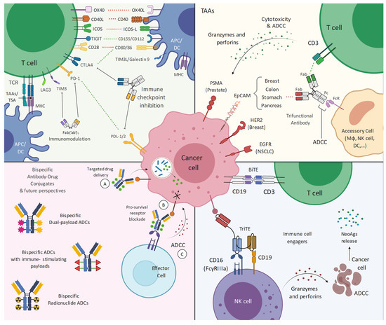 Research and Clinical Landscape of Bispecific Antibodies for the ...