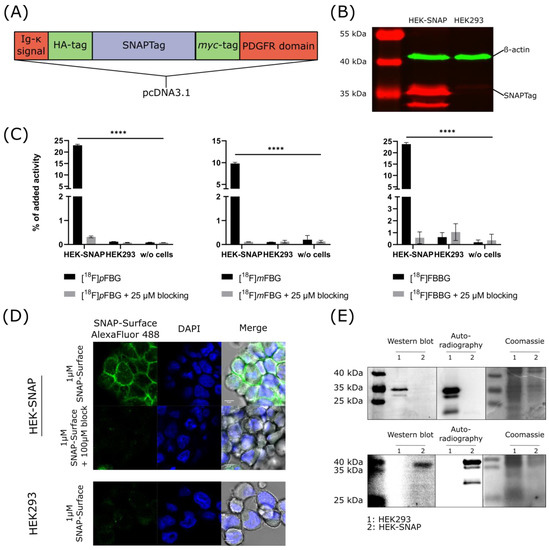 Covalent 18F-Radiotracers for SNAPTag: A New Toolbox for Reporter Gene ...