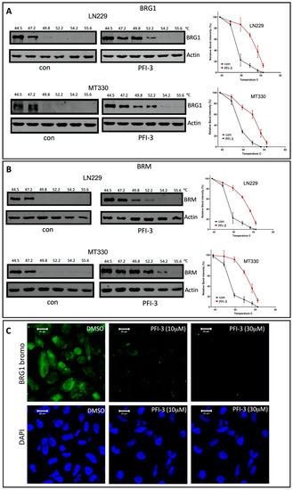Targeting the Bromodomain of BRG-1/BRM Subunit of the SWI/SNF Complex ...