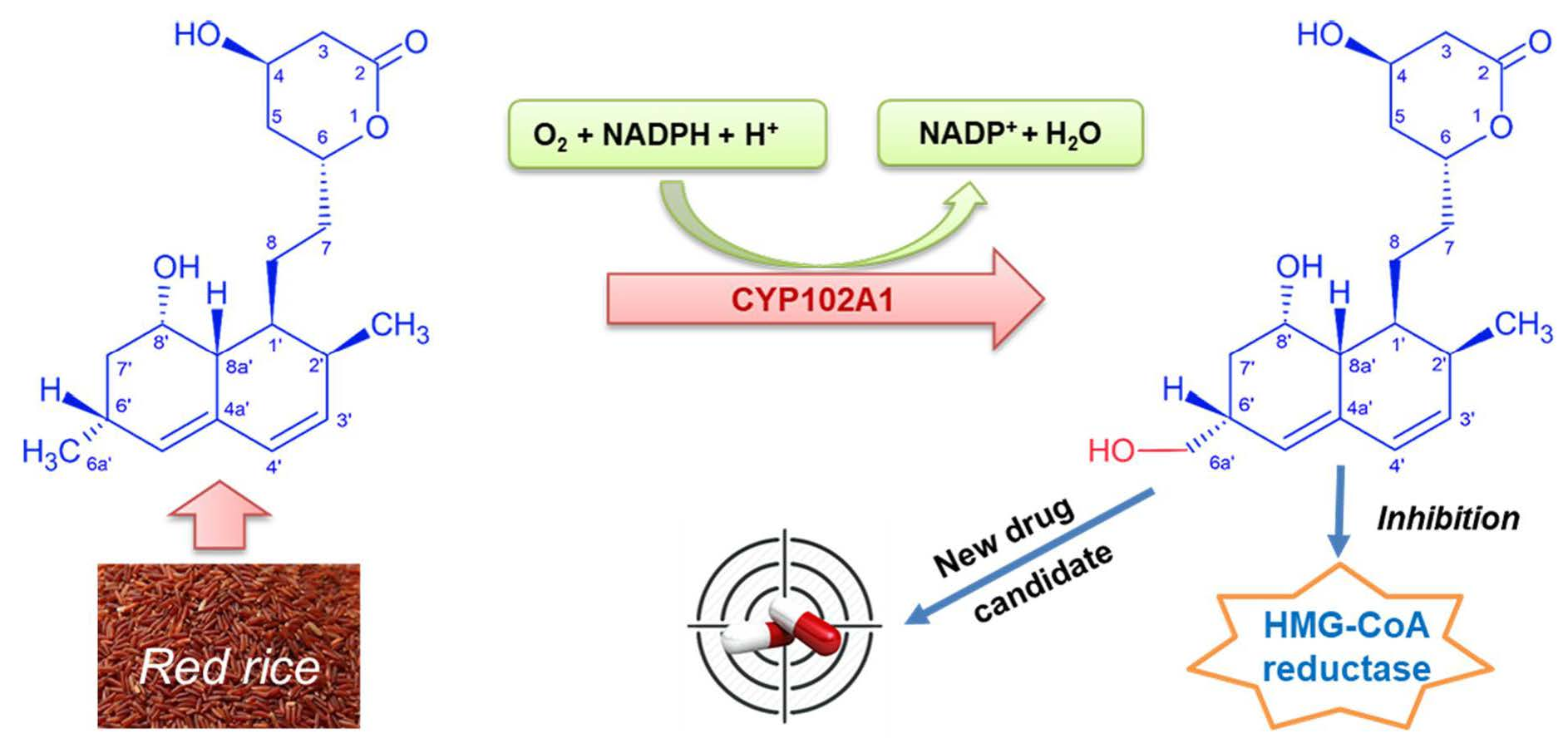 Pharmaceuticals | Free Full-Text | A Novel Statin Compound from ...