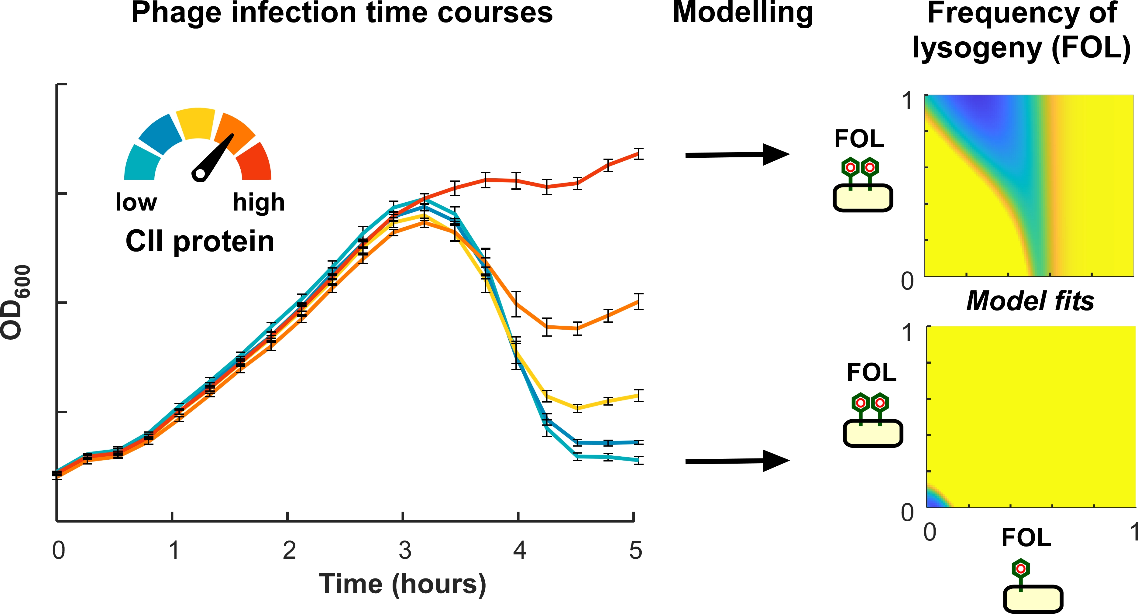 Pharmaceuticals | Free Full-Text | Analysis of Infection Time Courses ...