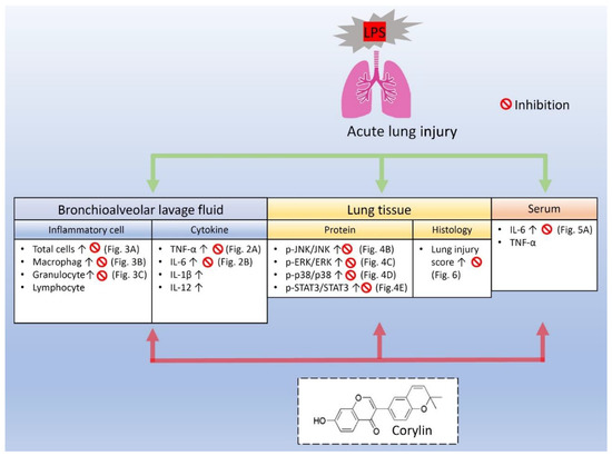 Corylin Ameliorates LPS-Induced Acute Lung Injury via Suppressing the ...