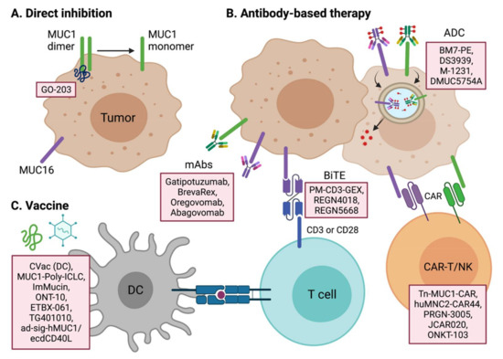 Mucin1 and Mucin16: Therapeutic Targets for Cancer Therapy