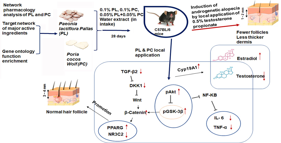 Pharmaceuticals | Free Full-Text | Alleviation of Androgenetic Alopecia ...