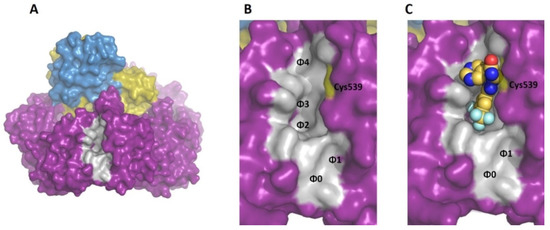 Inhibition of XPO-1 Mediated Nuclear Export through the Michael ...