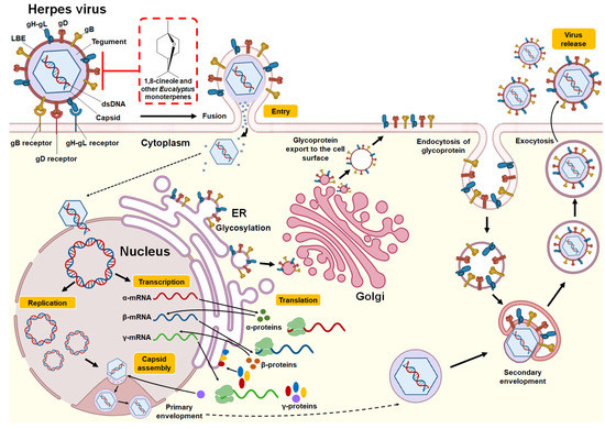 Pharmaceuticals | Free Full-Text | Antiviral Activities of Eucalyptus ...