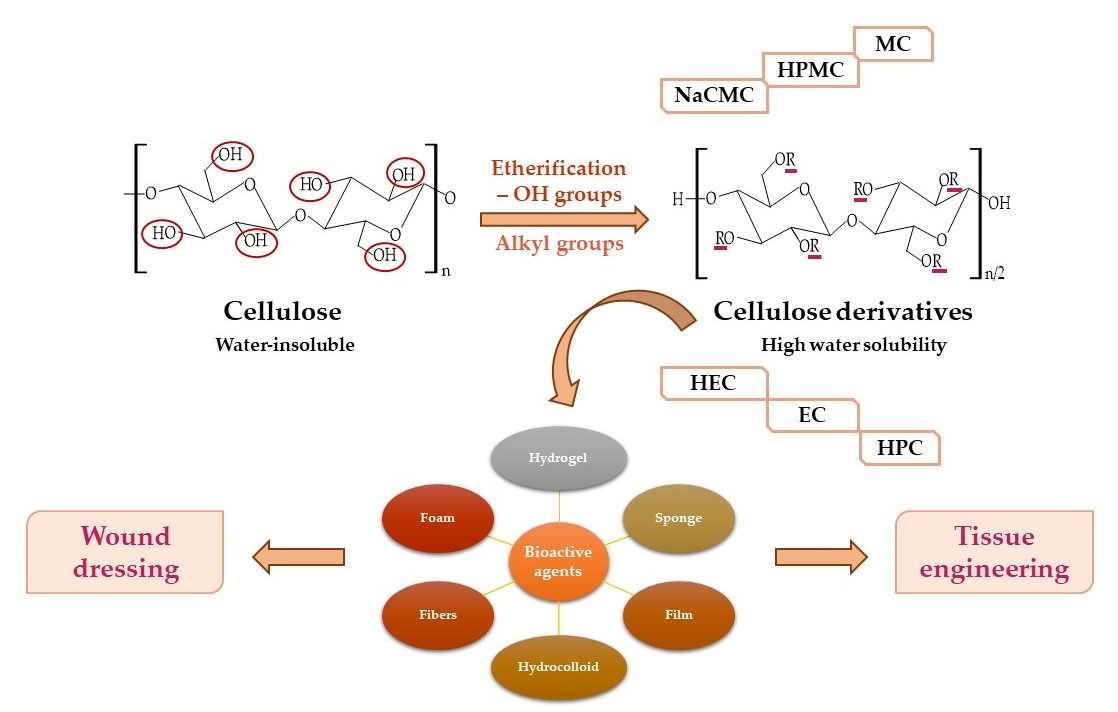 Pharmaceuticals | Free Full-Text | An Overview of Cellulose Derivatives ...