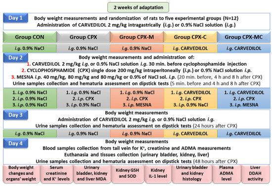 Effect of a Low Dose of Carvedilol on Cyclophosphamide-Induced Urinary ...