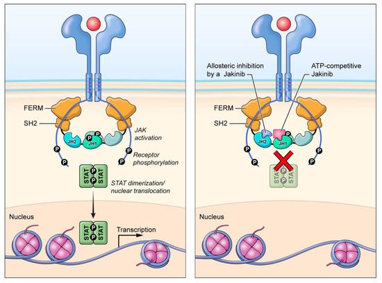 Jakinibs of All Trades: Inhibiting Cytokine Signaling in Immune ...