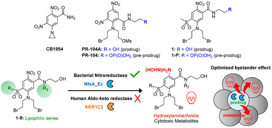 Interrogation of the Structure–Activity Relationship of a Lipophilic ...