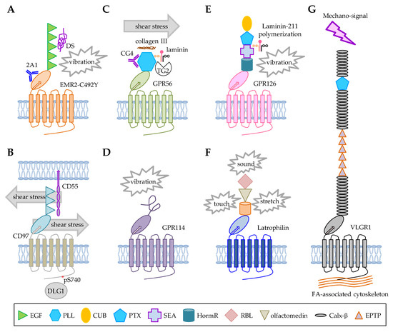 Ligands and Beyond: Mechanosensitive Adhesion GPCRs