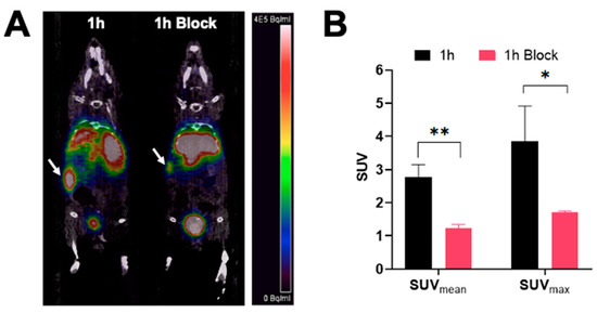 Therapeutic Efficacy of 177Lu-Labeled A20FMDV2 Peptides Targeting ανβ6