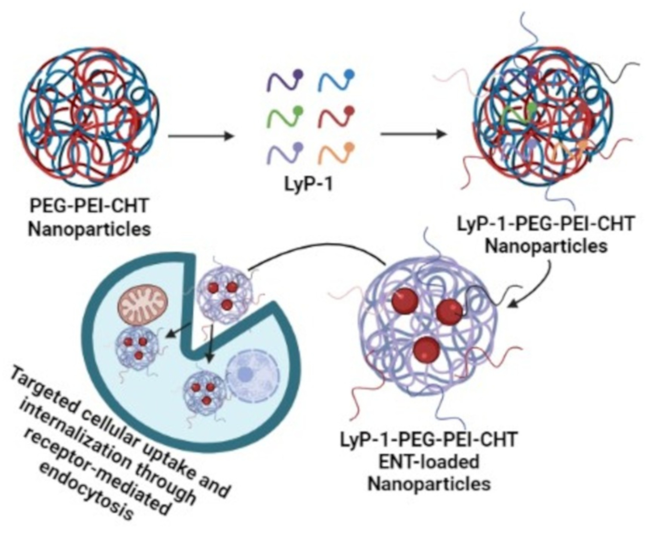 Pharmaceuticals | Free Full-Text | In Vitro and In Vivo Evaluation of a Cyclic LyP-1-Modified ...