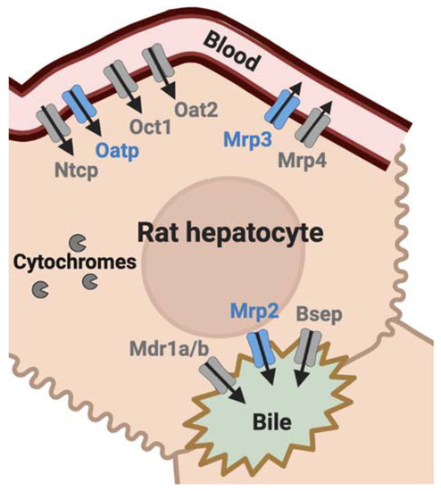 Pharmacokinetic Imaging Using 99mTc-Mebrofenin to Untangle the Pattern ...