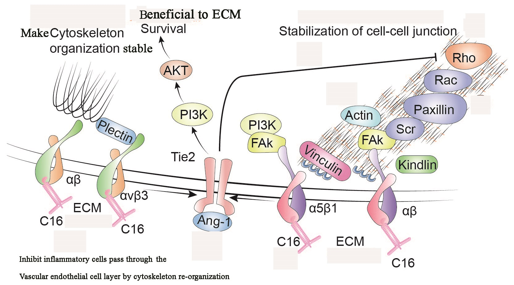 Pharmaceuticals | Free Full-Text | C16 Peptide and Ang-1 Improve ...