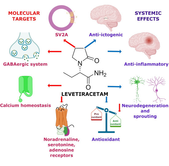 Pharmaceuticals | Free Full-Text | Levetiracetam Mechanisms of Action ...