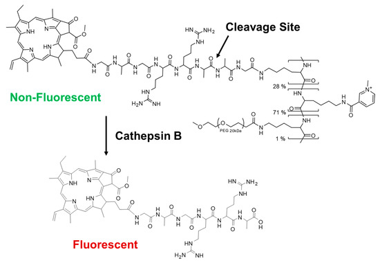 Cathepsin B-Cleavable Polymeric Photosensitizer Prodrug for Selective ...