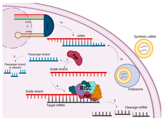 Biotechnological Evolution of siRNA Molecules: From Bench Tool to the ...
