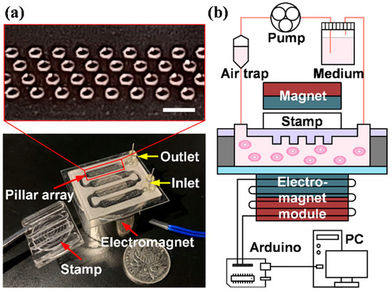 A More Biomimetic Cell Migration Assay with High Reliability and Its ...