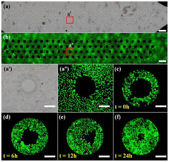 A More Biomimetic Cell Migration Assay with High Reliability and Its ...