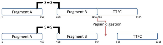 Tetanus Toxin Fragment C: Structure, Drug Discovery Research and Production