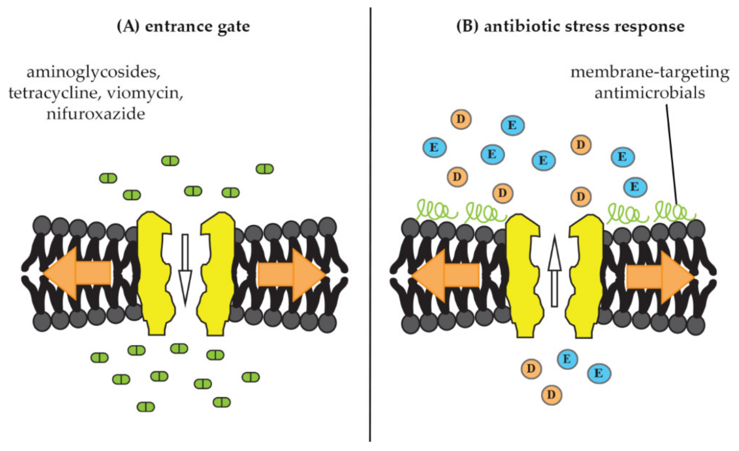 Roles of Bacterial Mechanosensitive Channels in Infection and ...