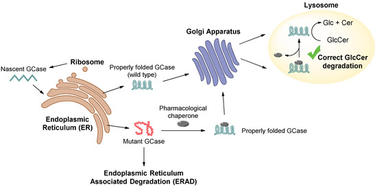 Pharmaceuticals | Free Full-Text | GCase Enhancers: A Potential ...
