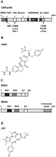 TRPM3-Induced Gene Transcription Is under Epigenetic Control