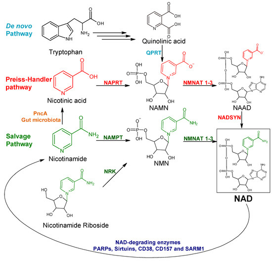 Identification of NAPRT Inhibitors with Anti-Cancer Properties by In ...