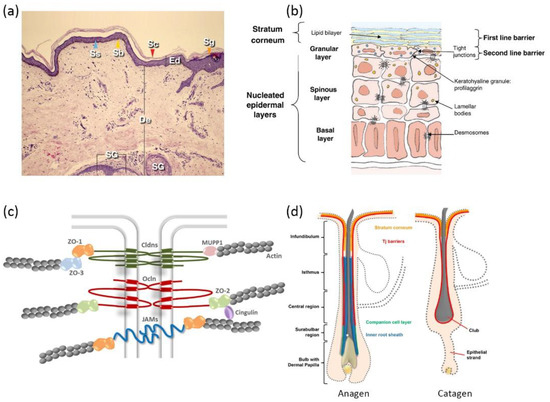 Novel Pharmaceutical Strategies for Enhancing Skin Penetration of ...